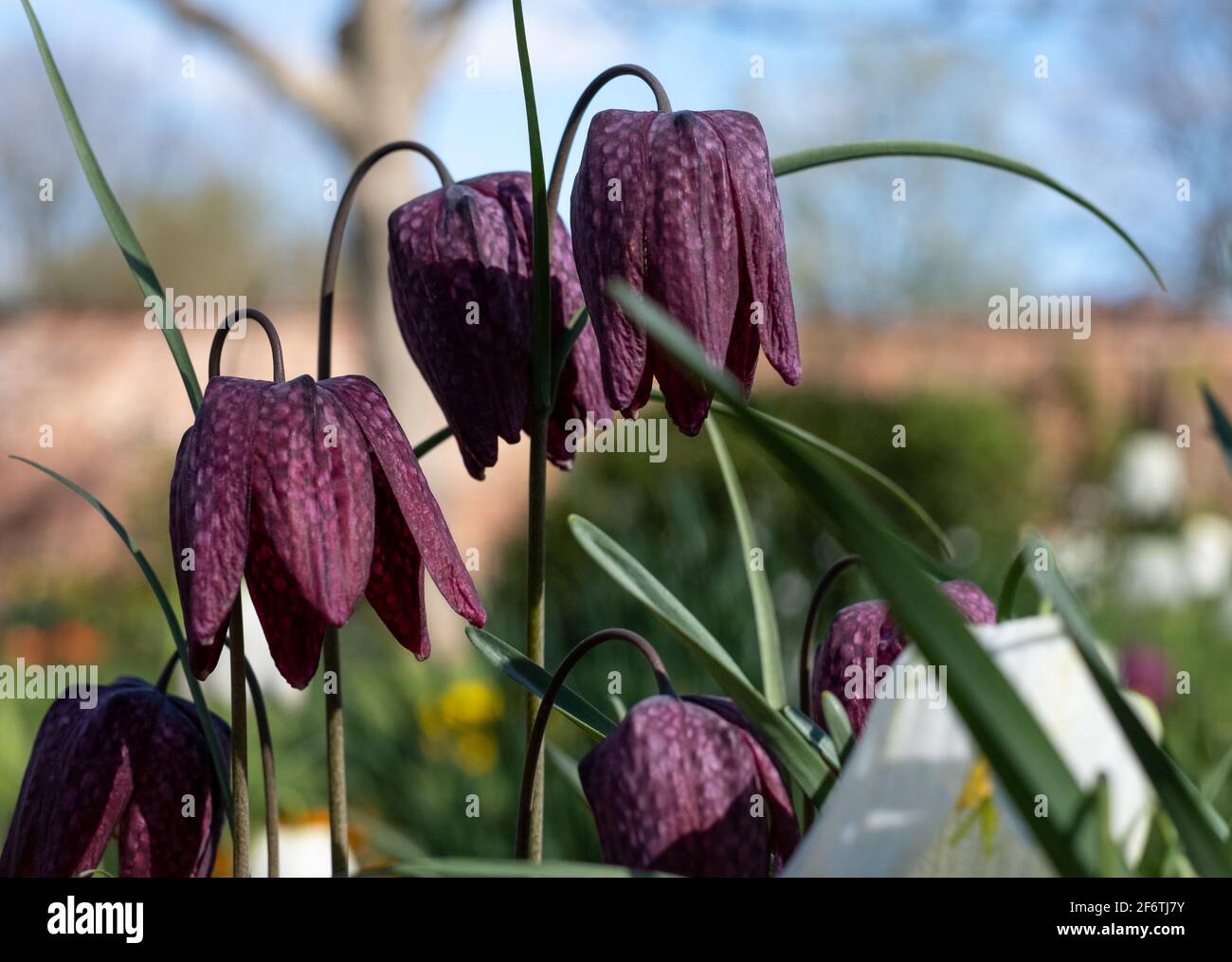 Purple chequered Snake's Head Fritillary flowers grow in the grass ...