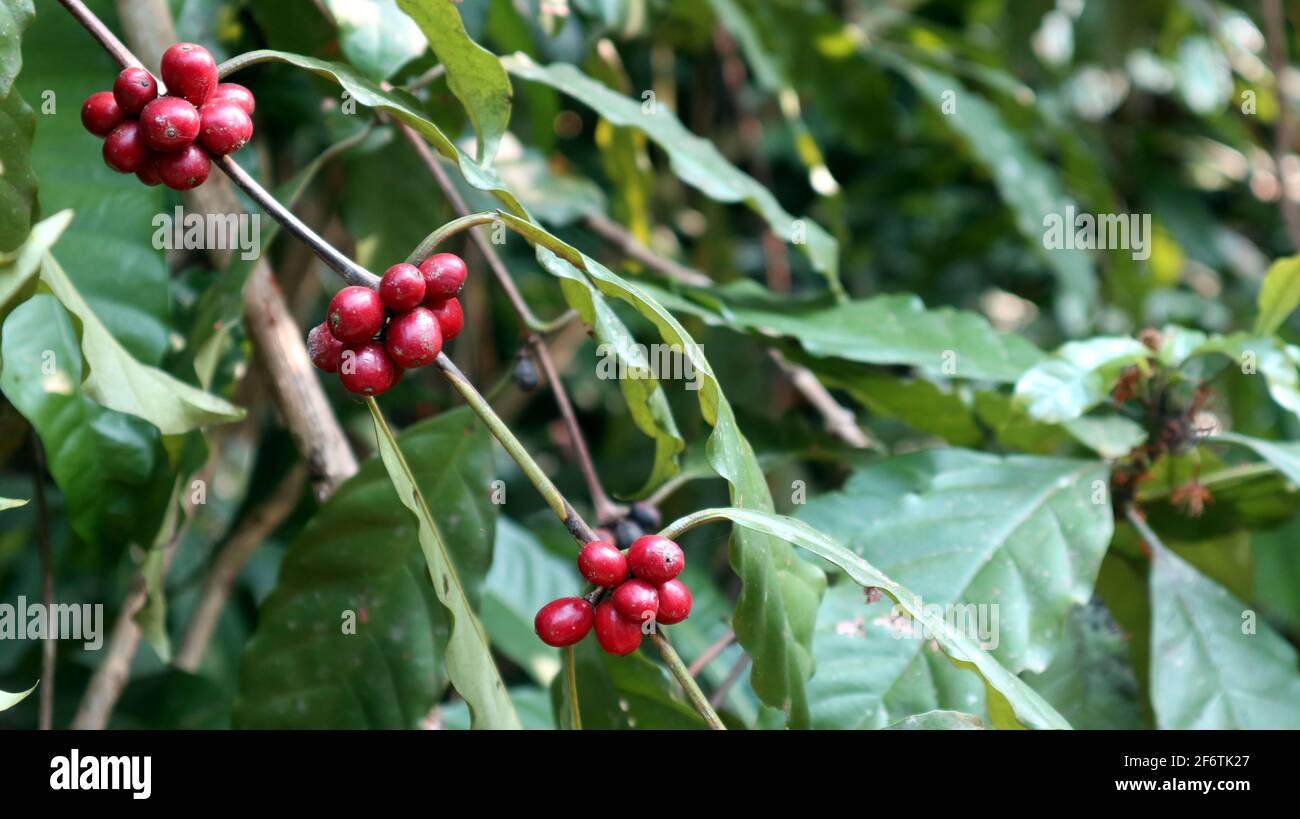 Three clusters of red ripe coffee beans in a coffee plantation Stock ...