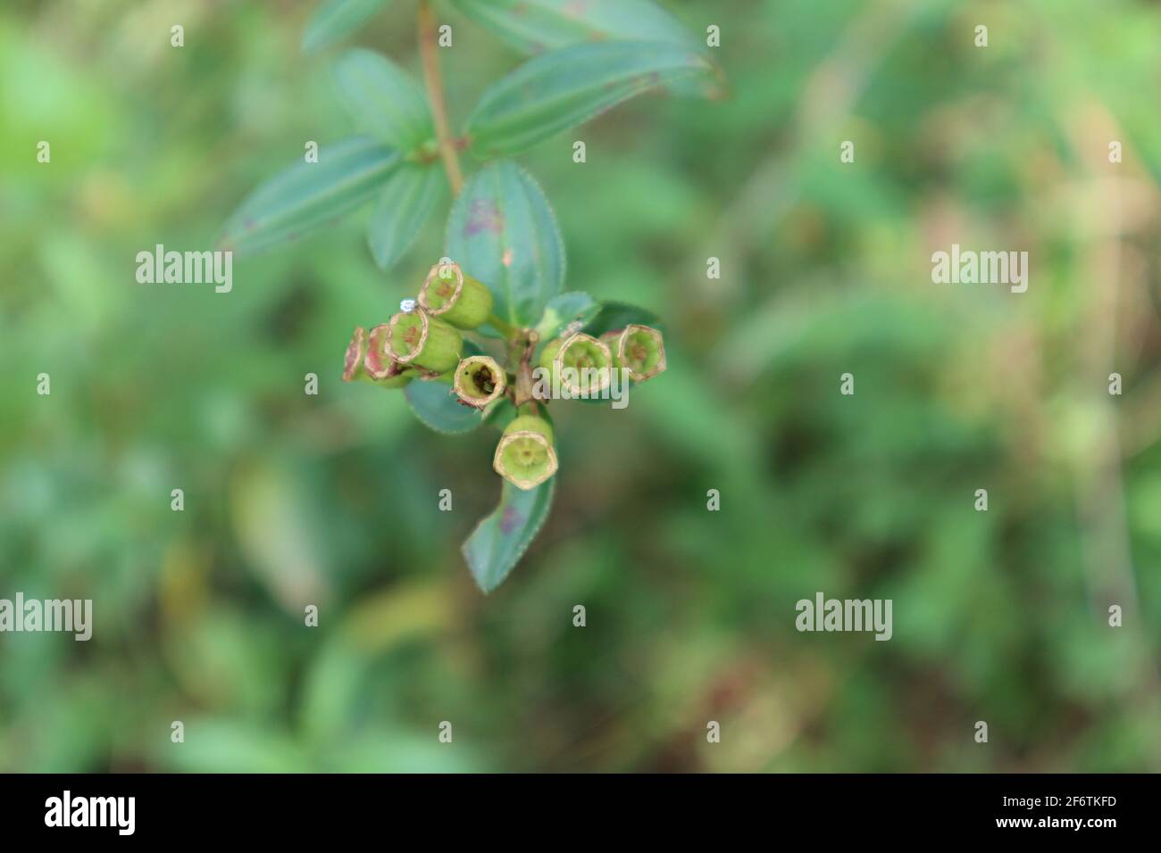 Capsule botany hi-res stock photography and images - Alamy