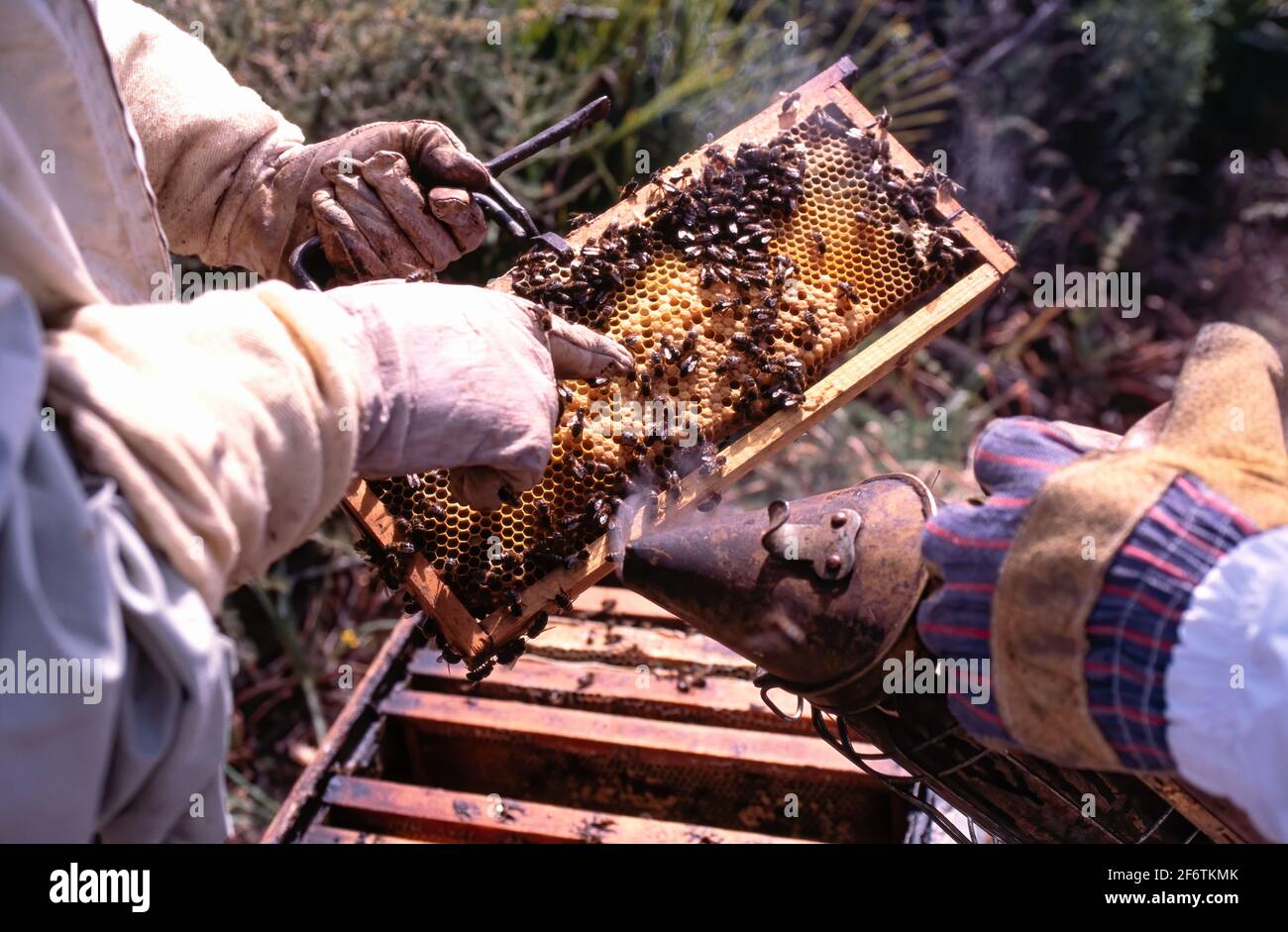 Modern Beekeeping High Resolution Stock Photography and Images - Alamy
