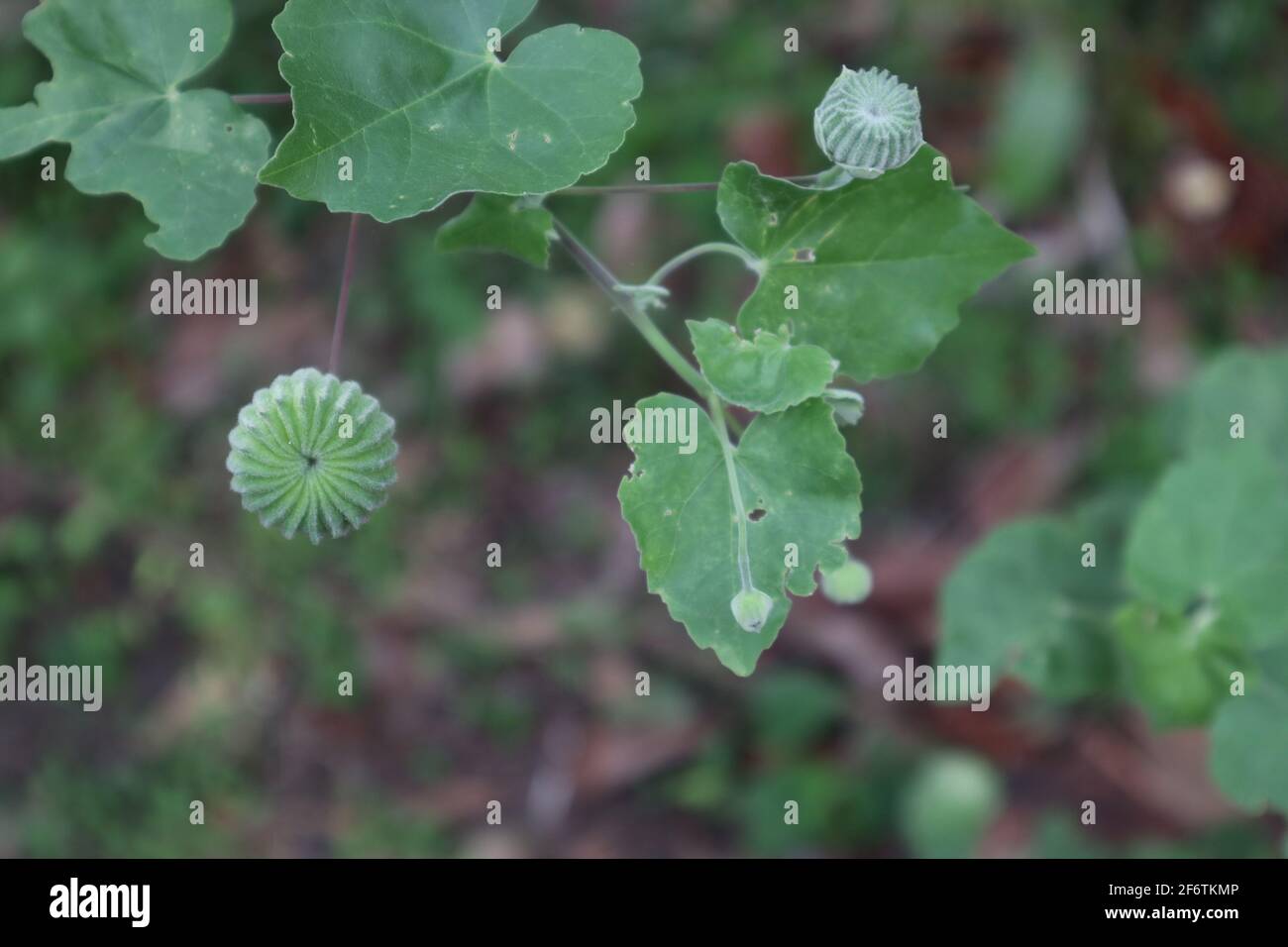 Mallow seeds hi-res stock photography and images - Alamy