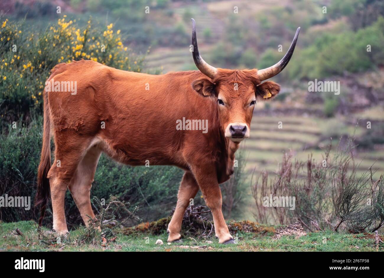 Cow Portugal High Resolution Stock Photography and Images - Alamy