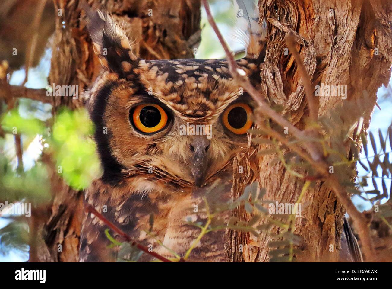An African Spotted Eagle Owl (Bubo africanus) perched on a tree in ...
