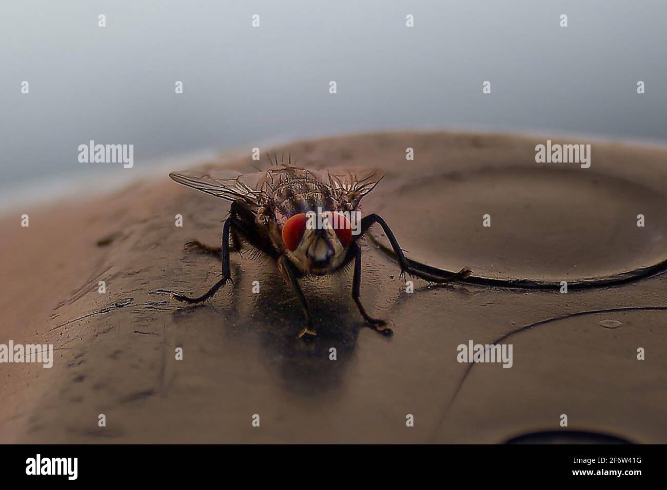 Micro horse hi-res stock photography and images - Alamy