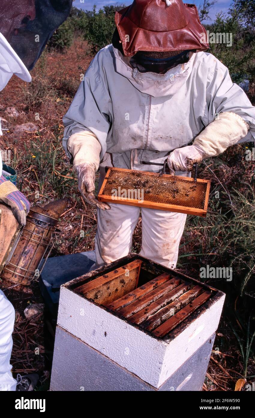 Inspecting Insects High Resolution Stock Photography and Images - Alamy