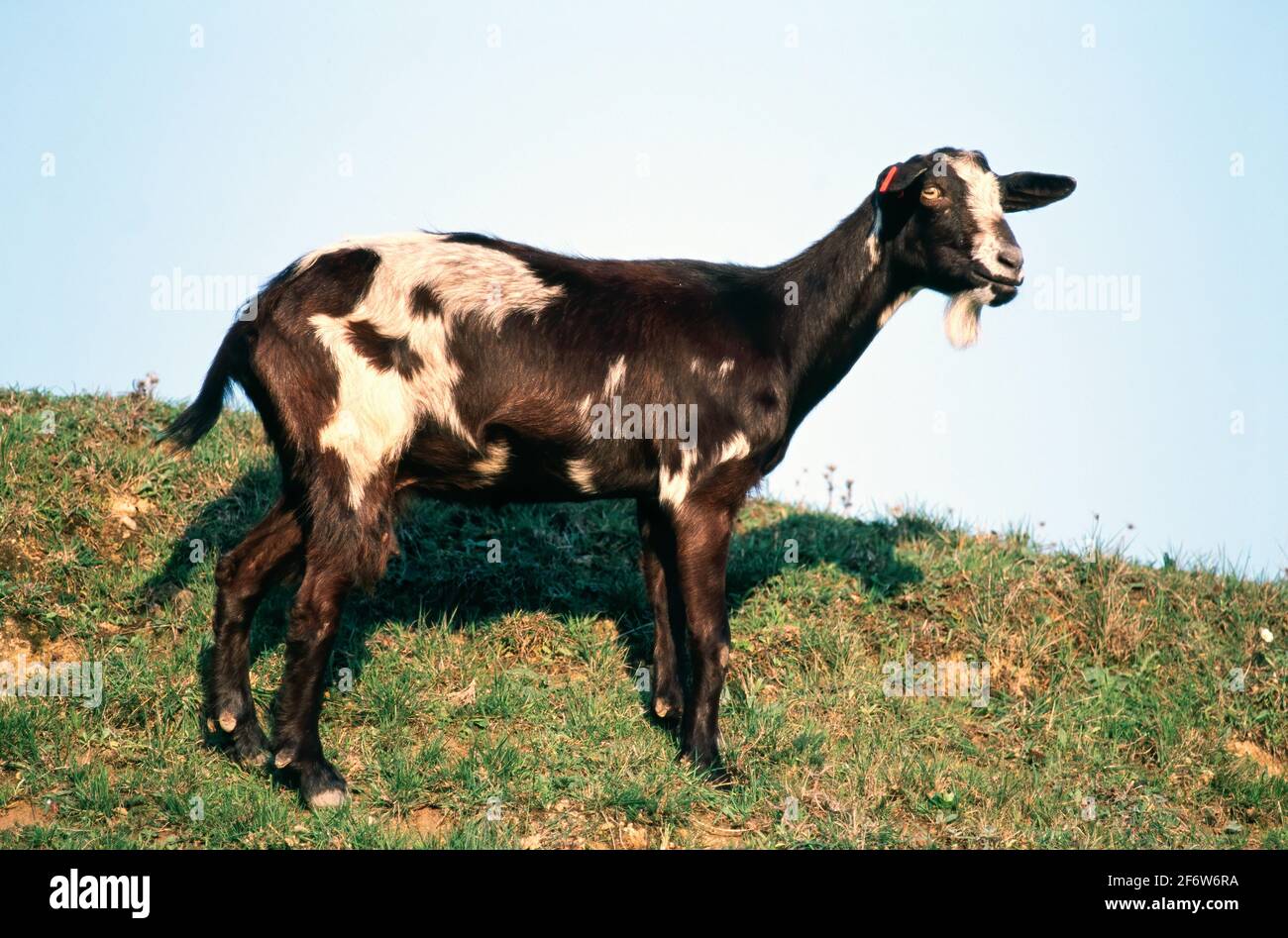 Polled High Resolution Stock Photography and Images - Alamy