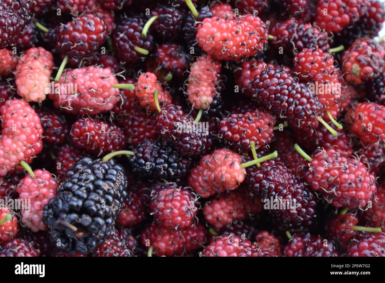Mixture of ripe, ripening, and unripe blackberries, of a national ...