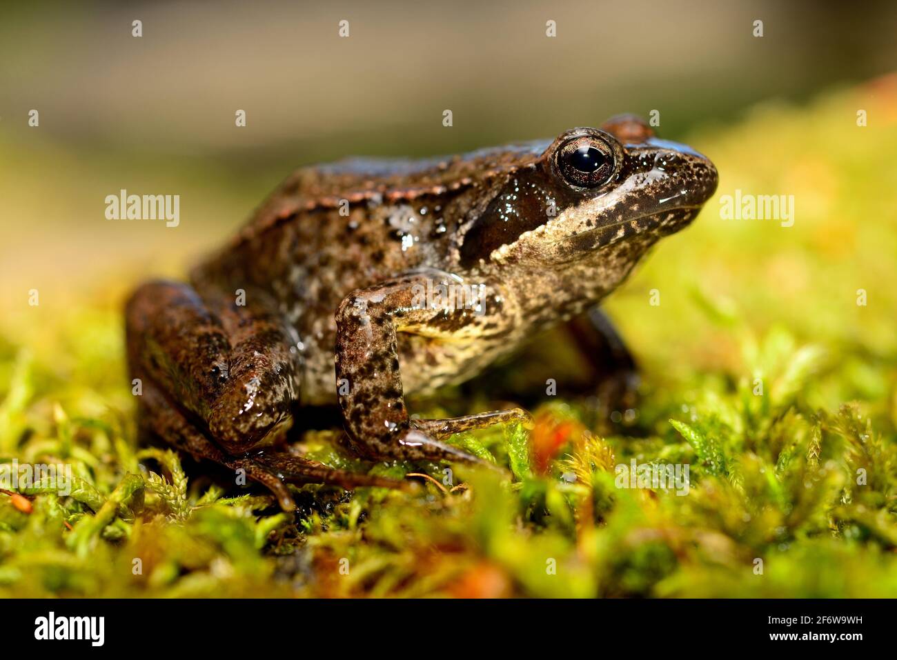 Rana iberica hi-res stock photography and images - Alamy