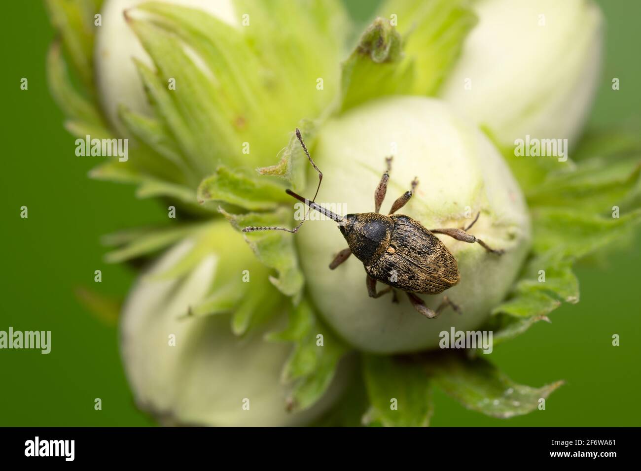 Nut weevil, Curculio nucum on hazelnut Stock Photo - Alamy