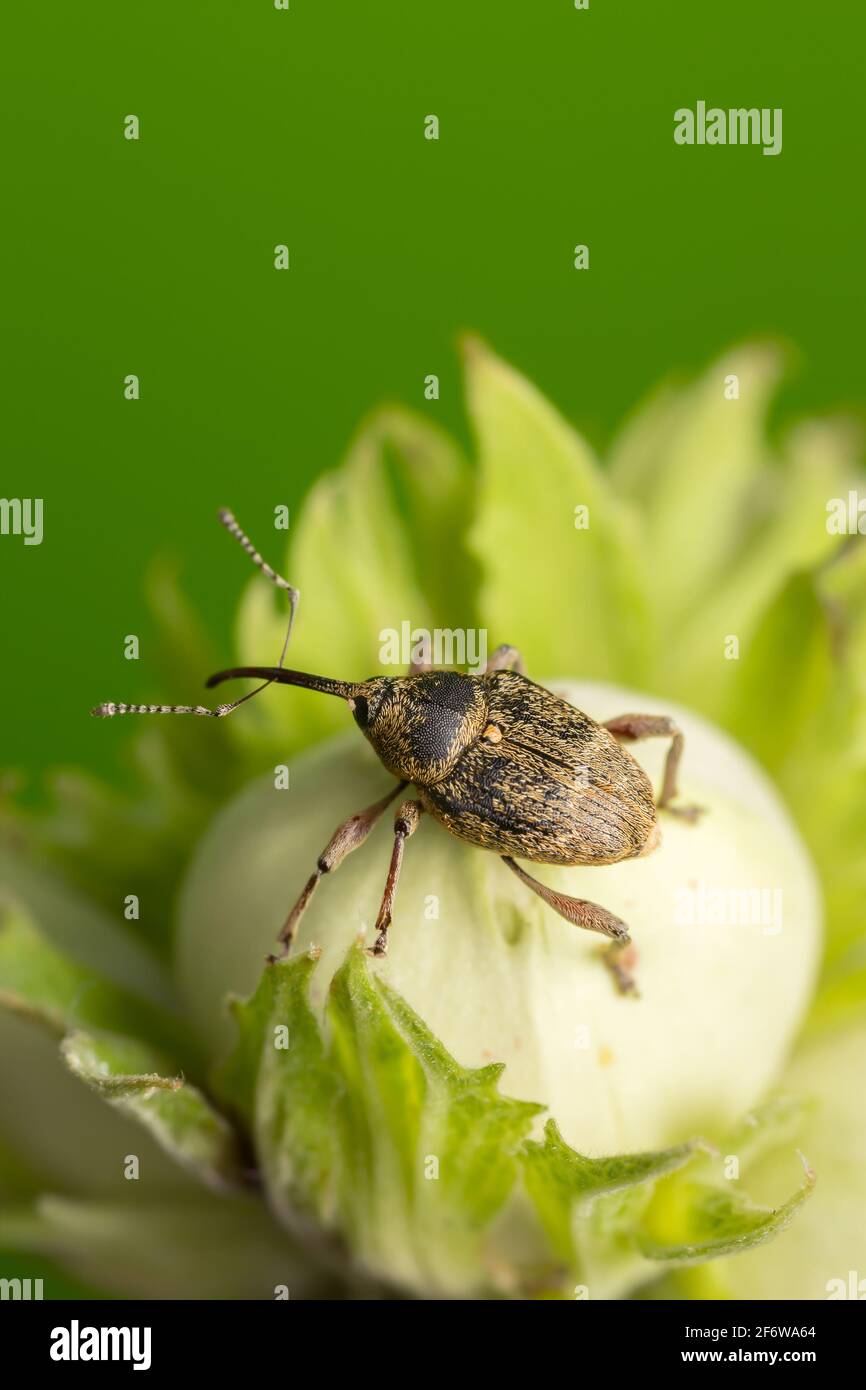 Nut weevil, Curculio nucum on hazelnut Stock Photo - Alamy