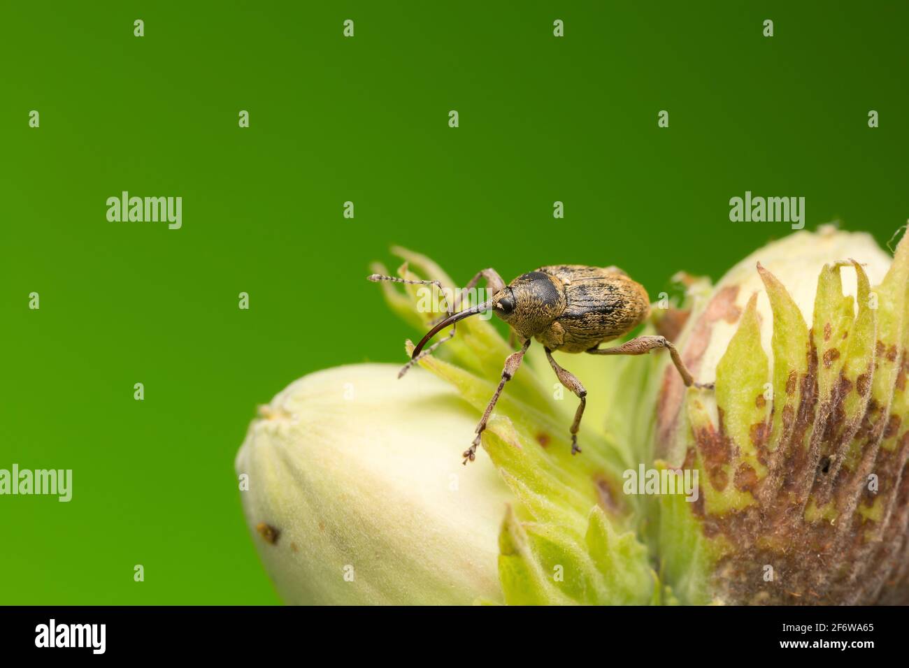 Nut weevil, Curculio nucum on hazelnut Stock Photo - Alamy