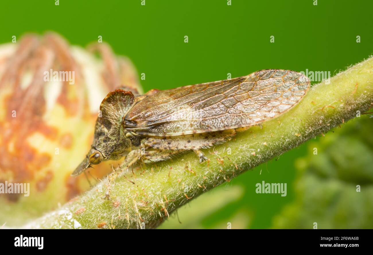 Ledra aurita on hazel leaf Stock Photo - Alamy
