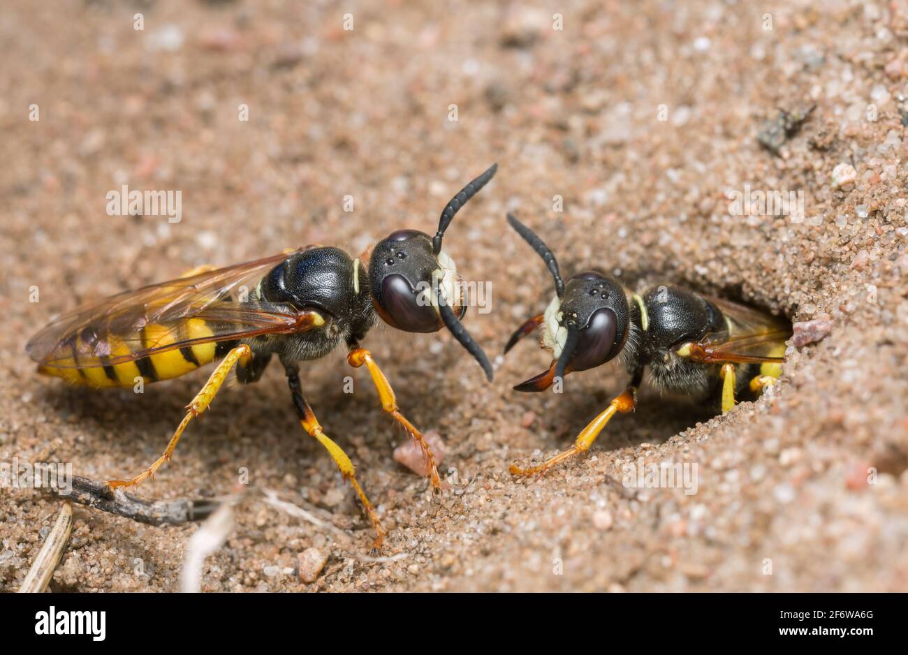 Aggressive european beewolf, Philanthus triangulum on sand Stock Photo ...