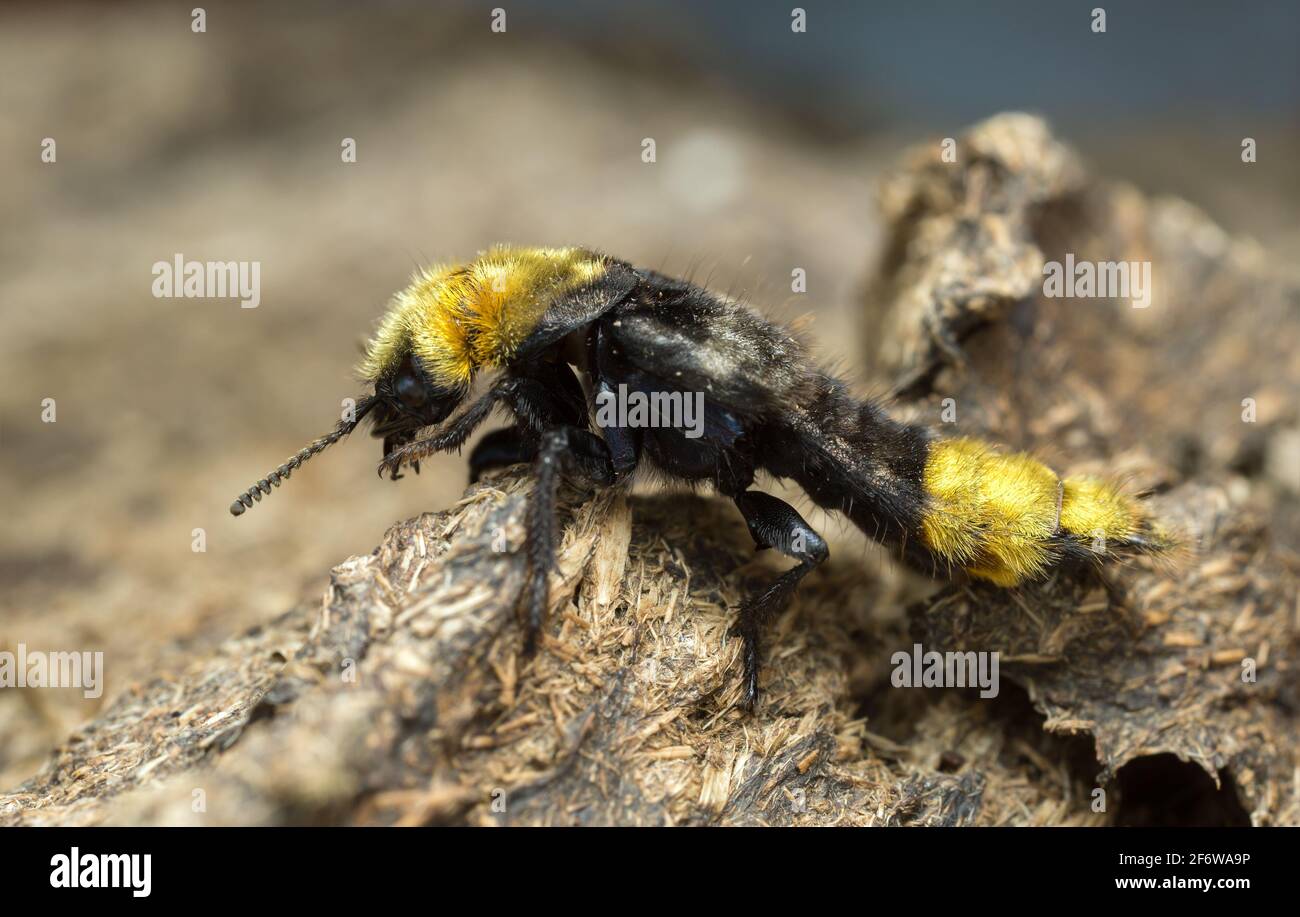 Rove beetle, Emus hirtus on cow dung Stock Photo - Alamy