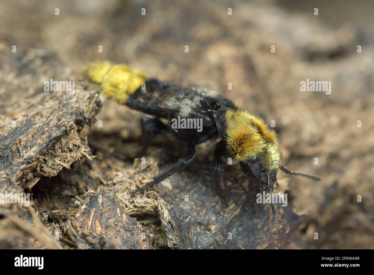 Rove beetle, Emus hirtus on cow dung Stock Photo - Alamy