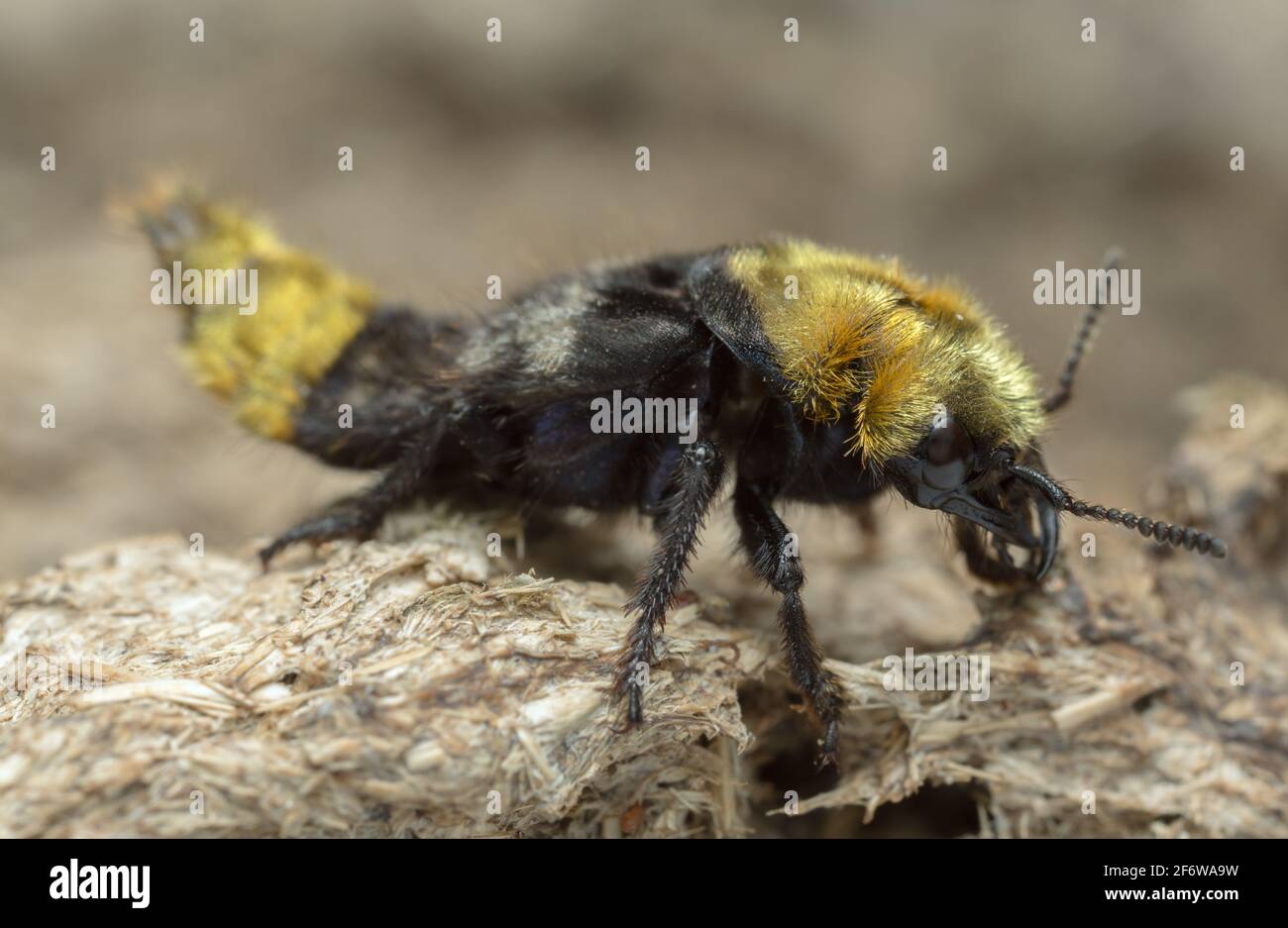 Cow dung beetle hi-res stock photography and images - Alamy