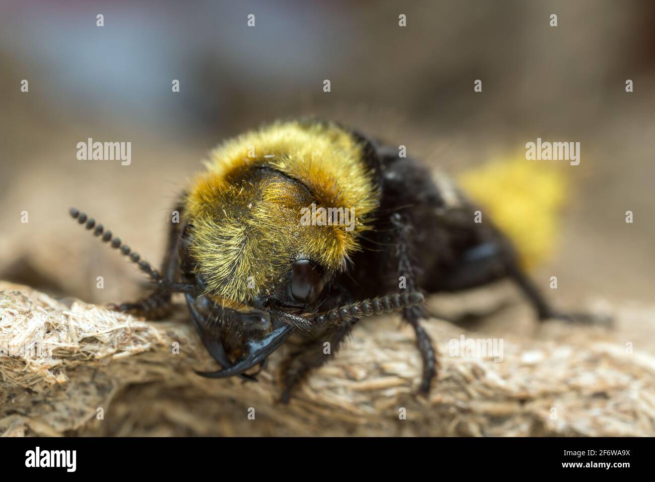 Cow dung beetle hi-res stock photography and images - Alamy