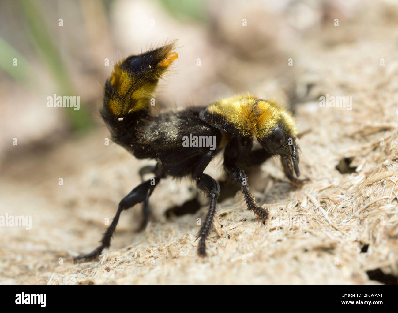 Rove beetle, Emus hirtus on cow dung Stock Photo - Alamy