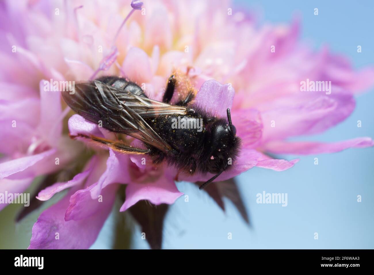 Large hairy bee hi-res stock photography and images - Alamy