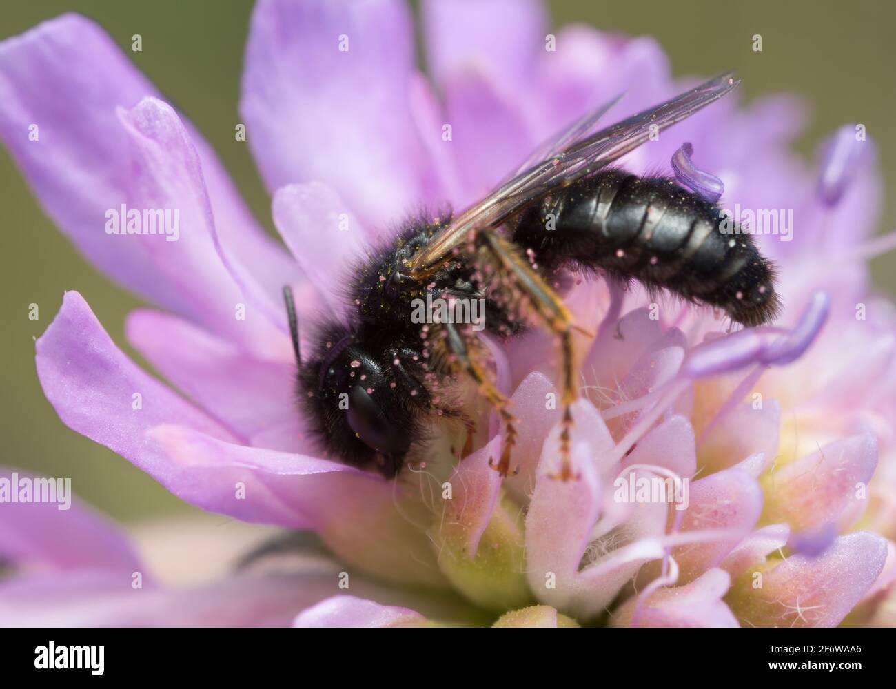 Large hairy bee hi-res stock photography and images - Alamy