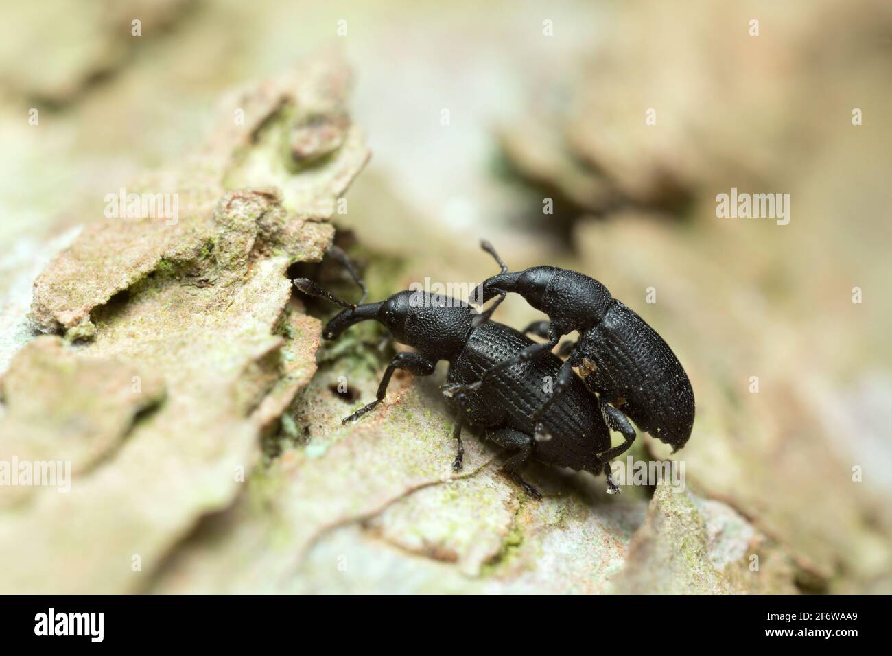 Mating Weevils High Resolution Stock Photography and Images - Alamy