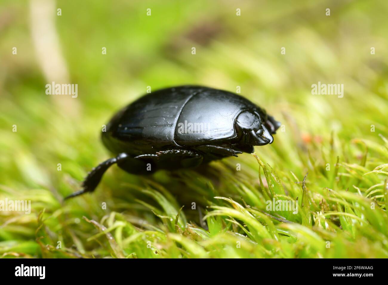 Hister beetle, Histeridae on moss Stock Photo - Alamy
