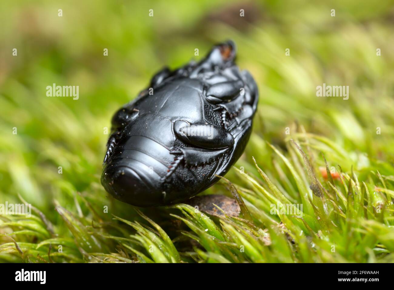 Hister beetle, Histeridae on moss Stock Photo - Alamy