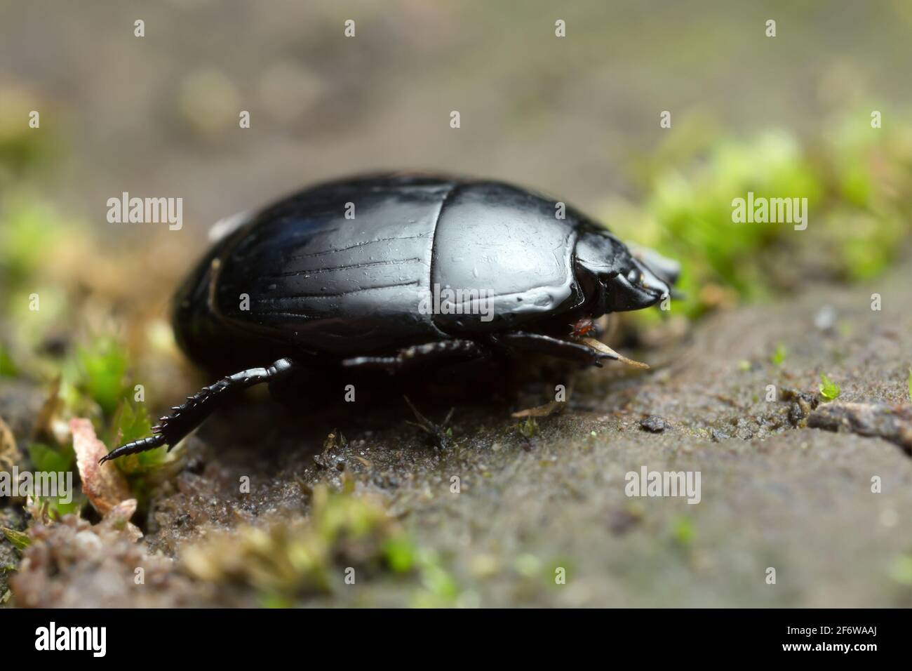 Hister beetle, Histeridae on moss Stock Photo - Alamy