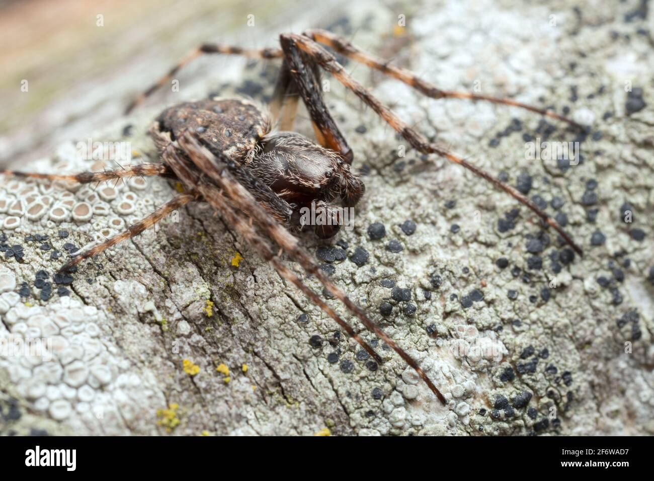 Walnut orb weaver spider nuctenea hi-res stock photography and images ...