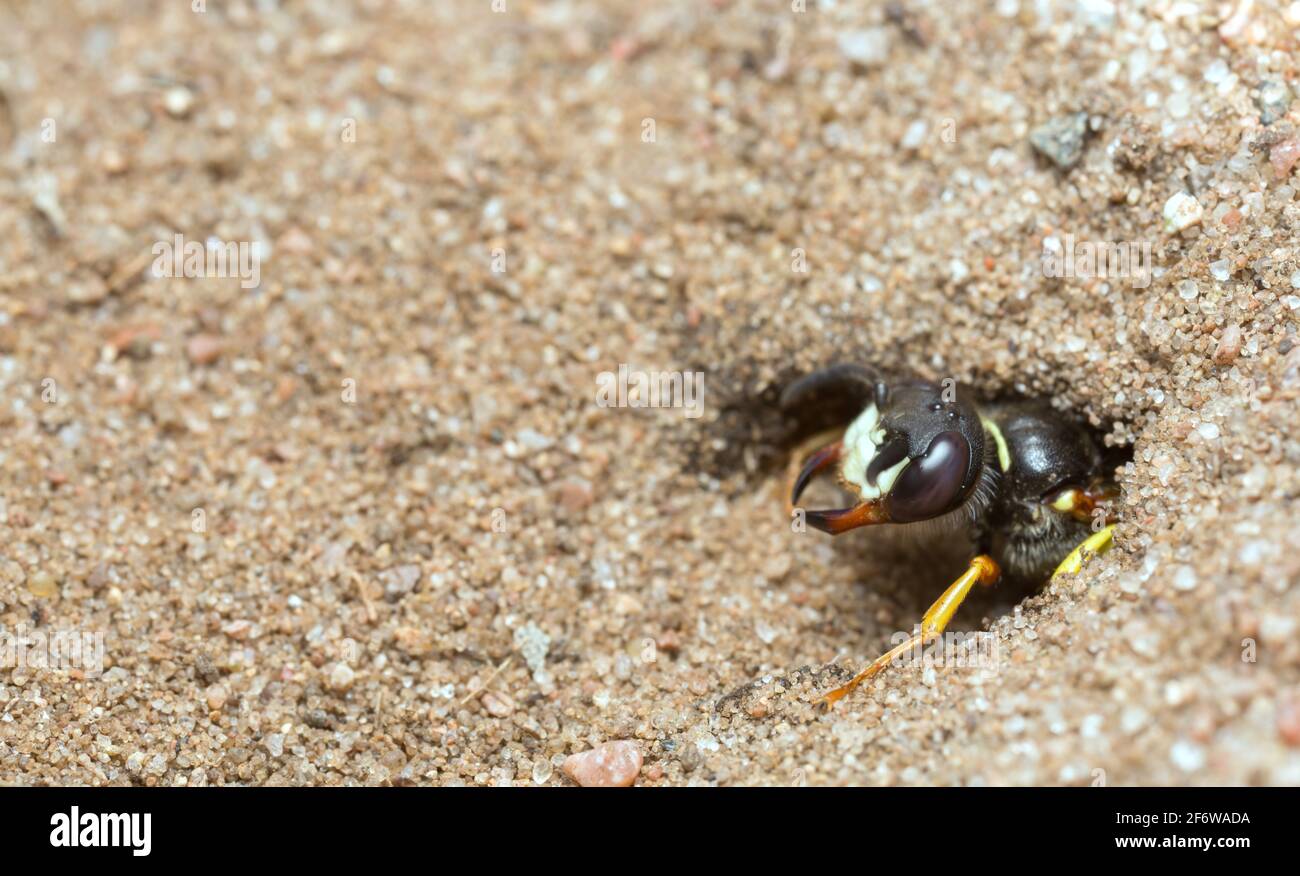 European beewolf hi-res stock photography and images - Alamy