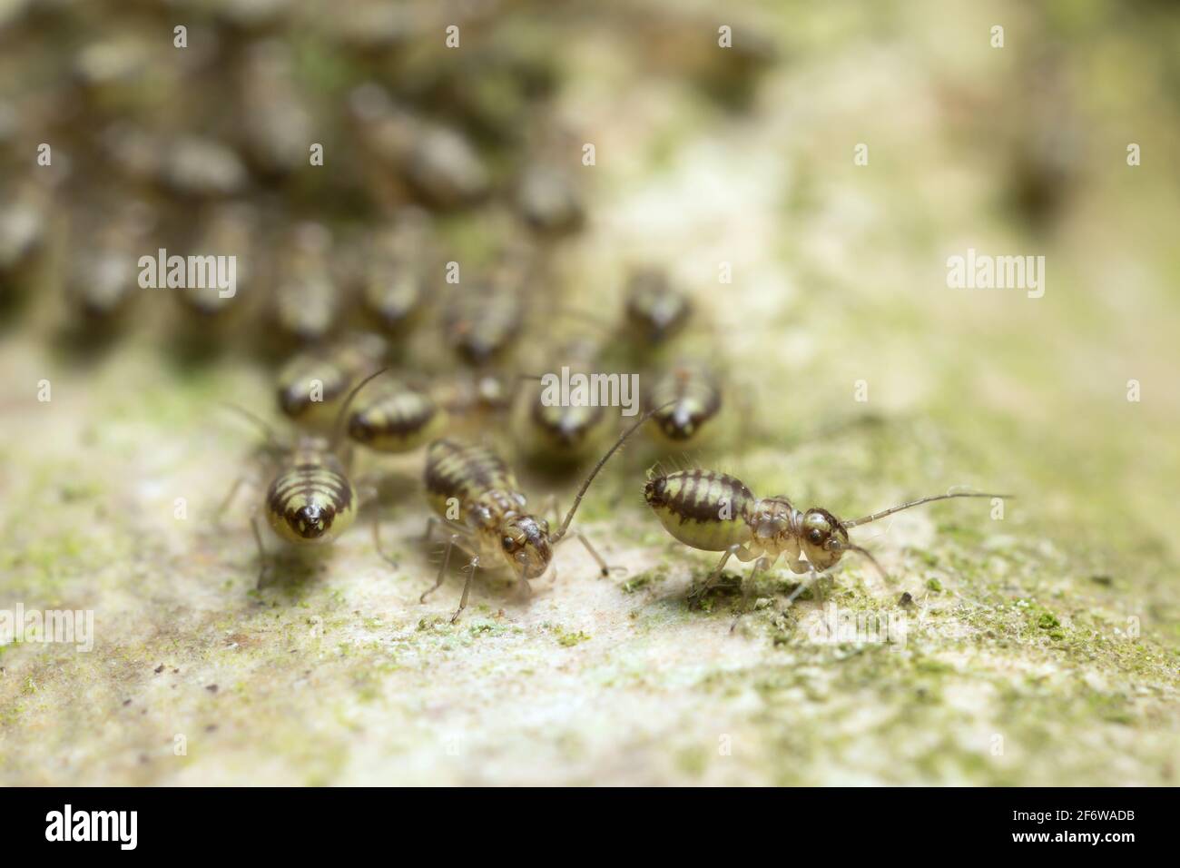 Psocoptera hi-res stock photography and images - Alamy
