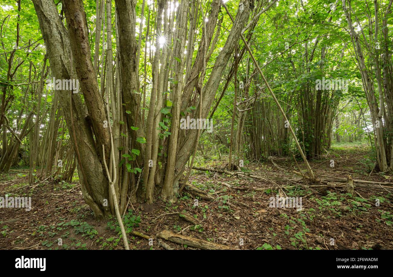 Hazel trees with living and dry wood, this kind of environment is ...