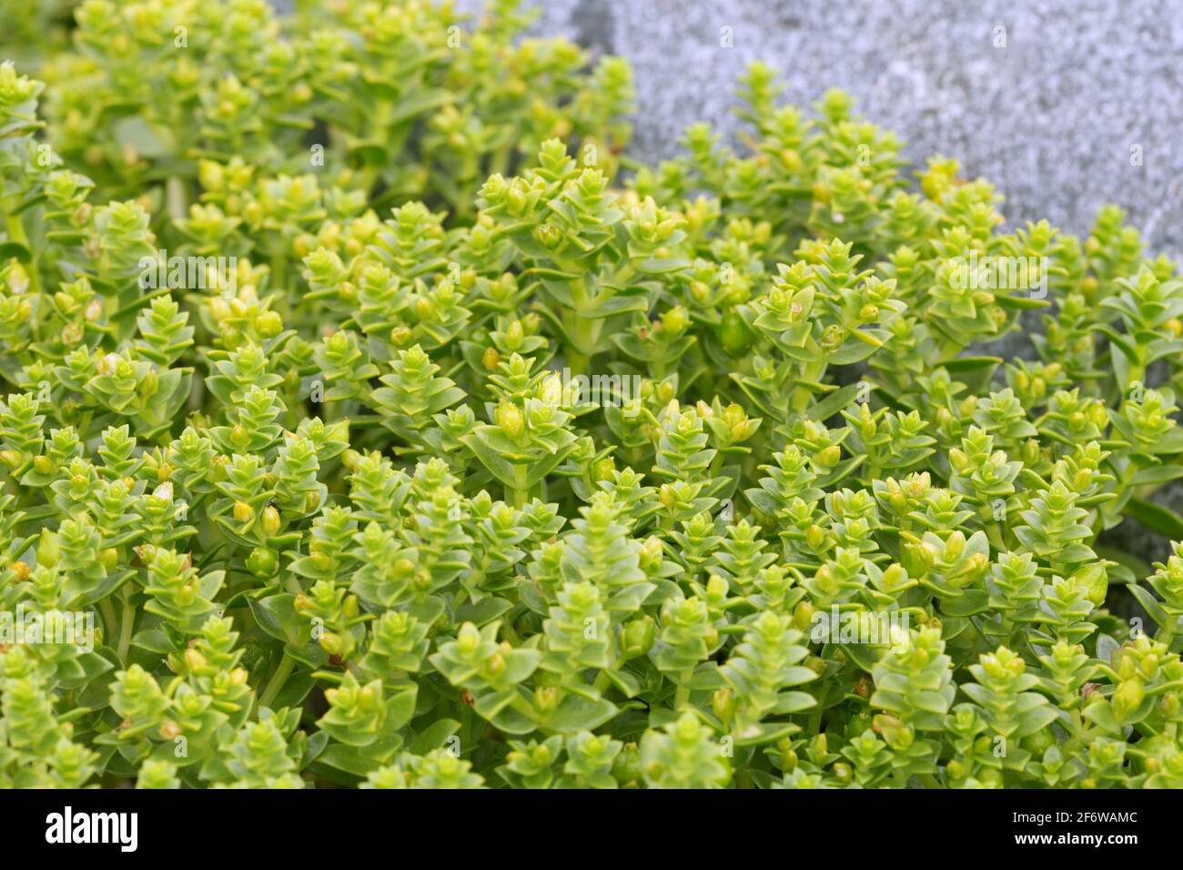 Seaside sandplant hi-res stock photography and images - Alamy