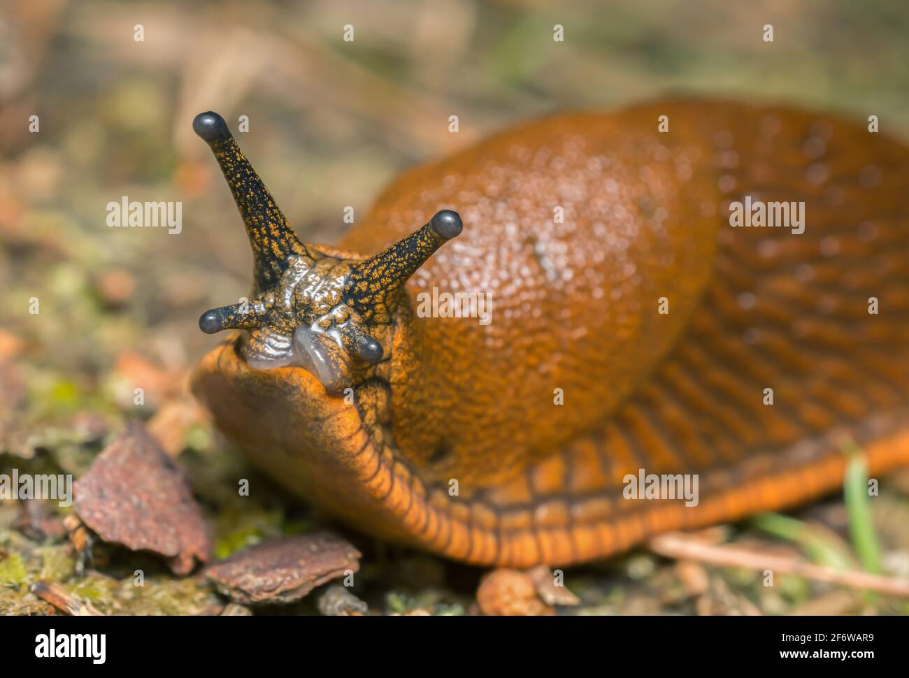 Macro photo of an Arion slug Stock Photo - Alamy
