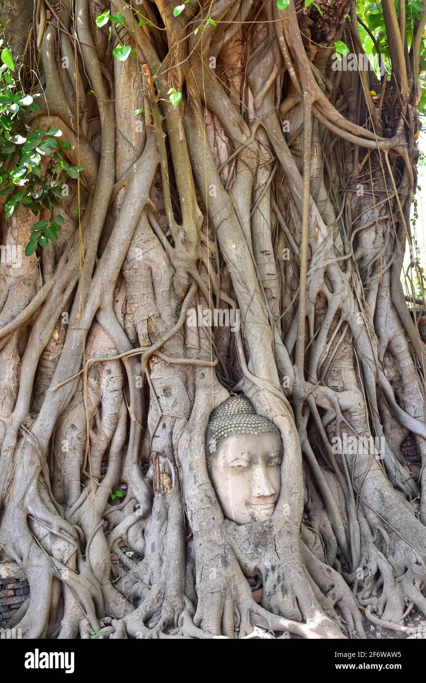Ficus religiosa sacred fig tree hi-res stock photography and images - Alamy
