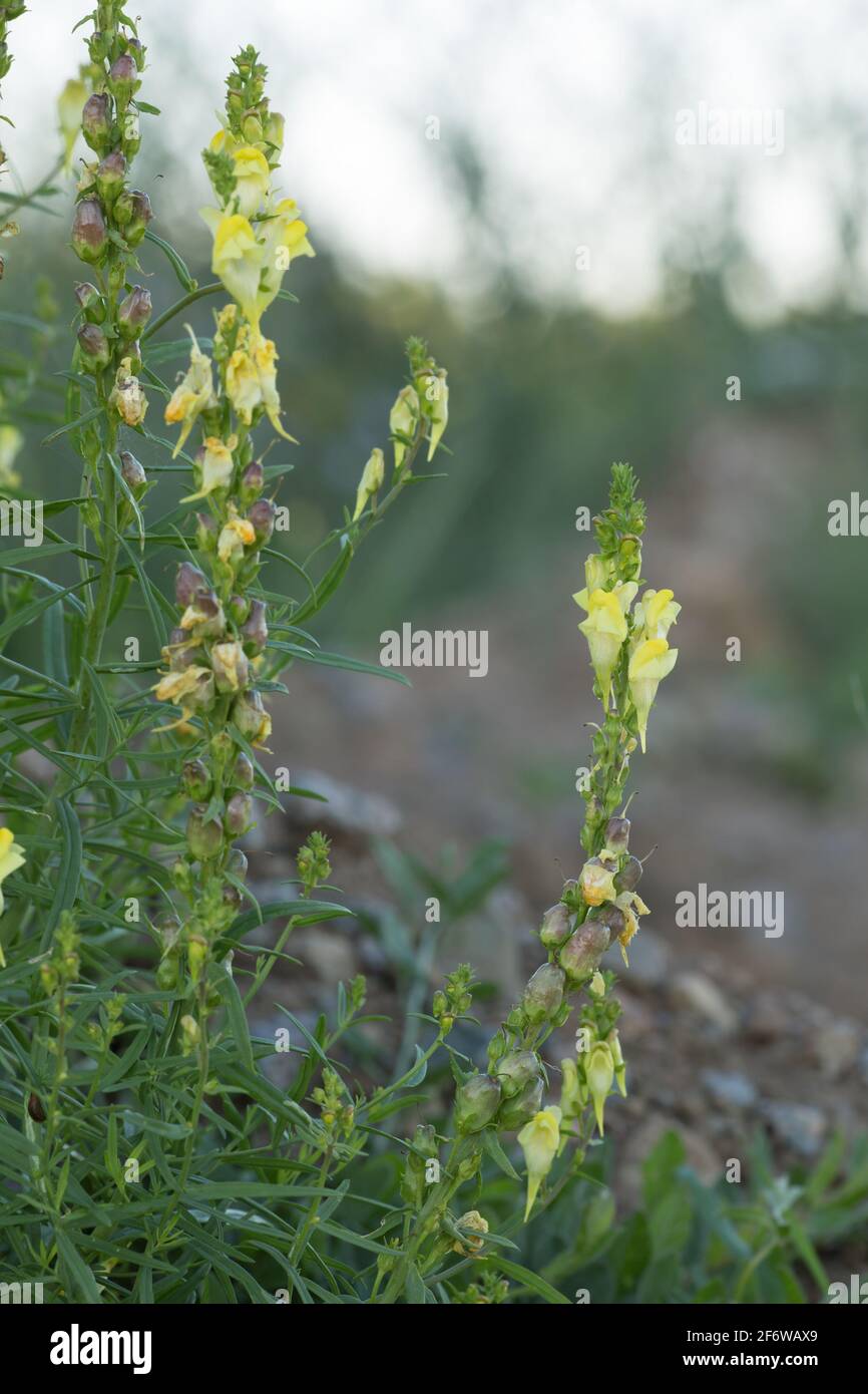 Yellow toadflax linaria vulgaris flower hi-res stock photography and ...