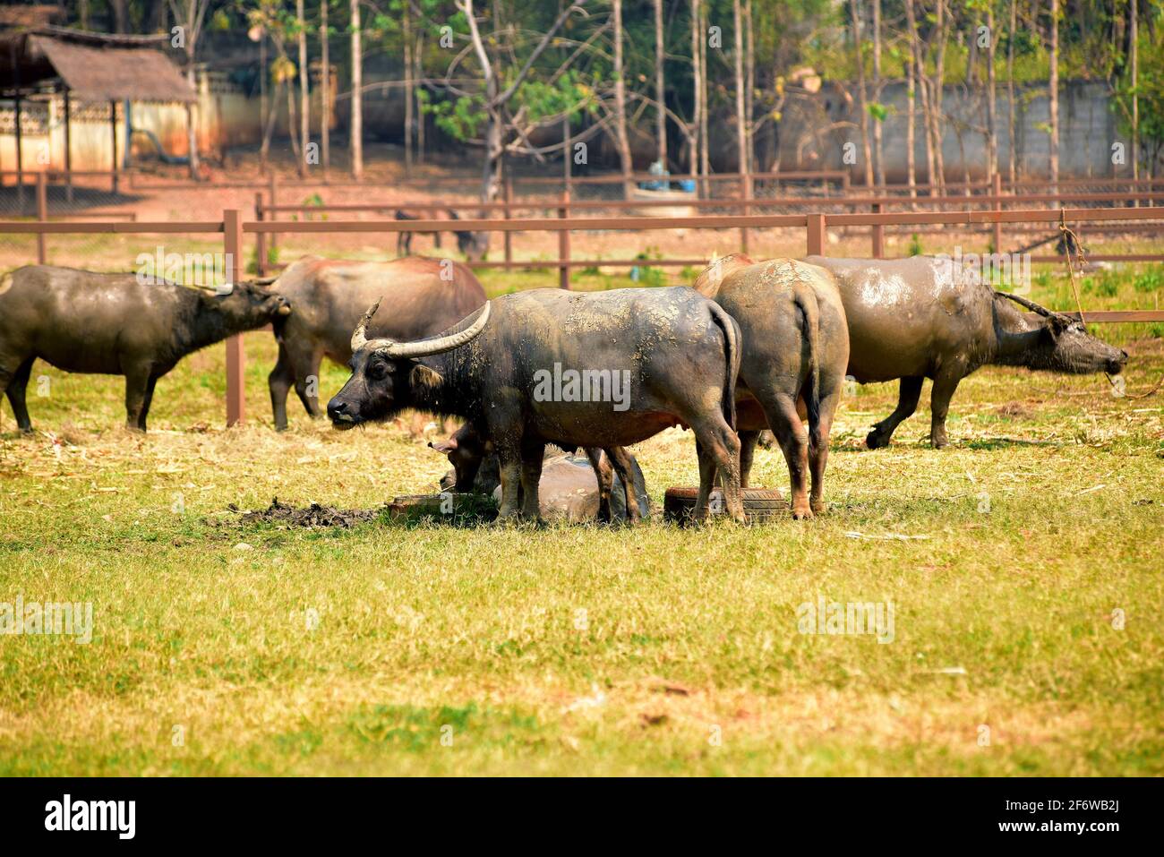 Bubalus Bubalus High Resolution Stock Photography and Images - Alamy