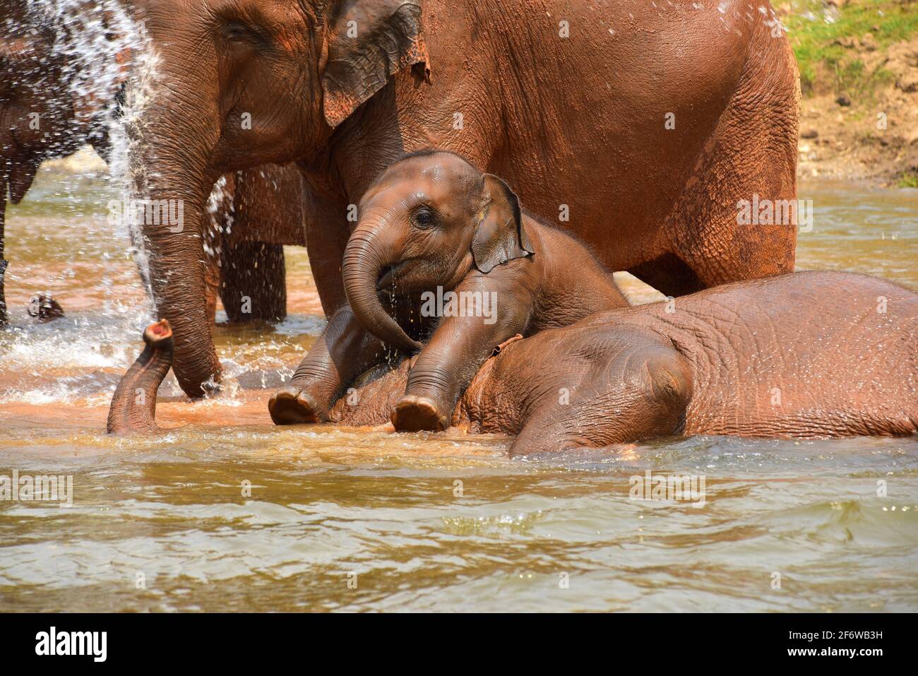 Asian elephant female hi-res stock photography and images - Alamy
