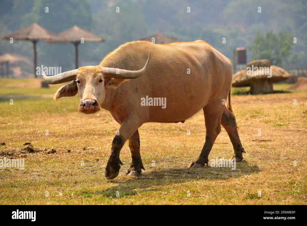 Bubalus bubalis hi-res stock photography and images - Alamy