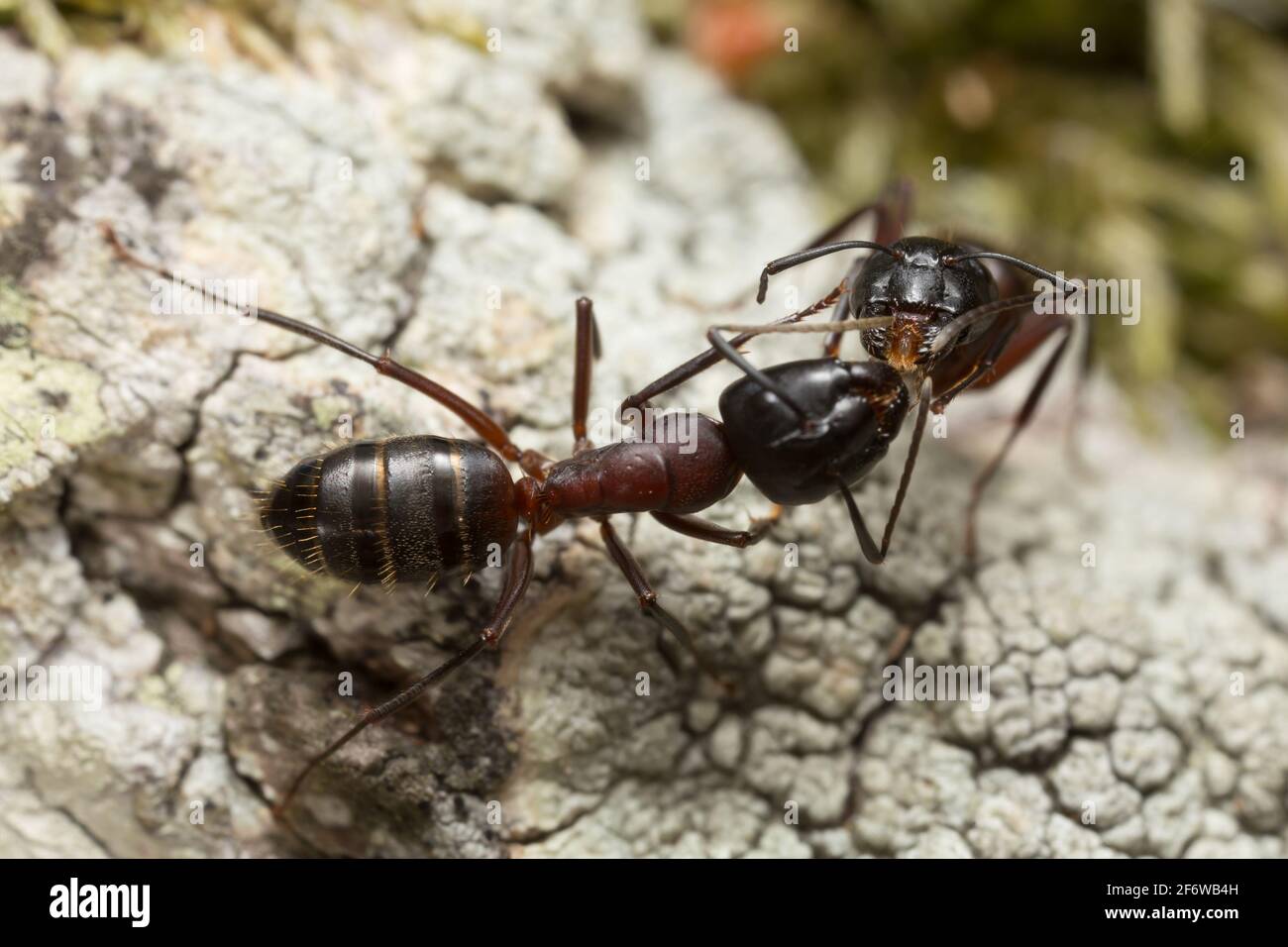 Aggressive ants on wood Stock Photo - Alamy