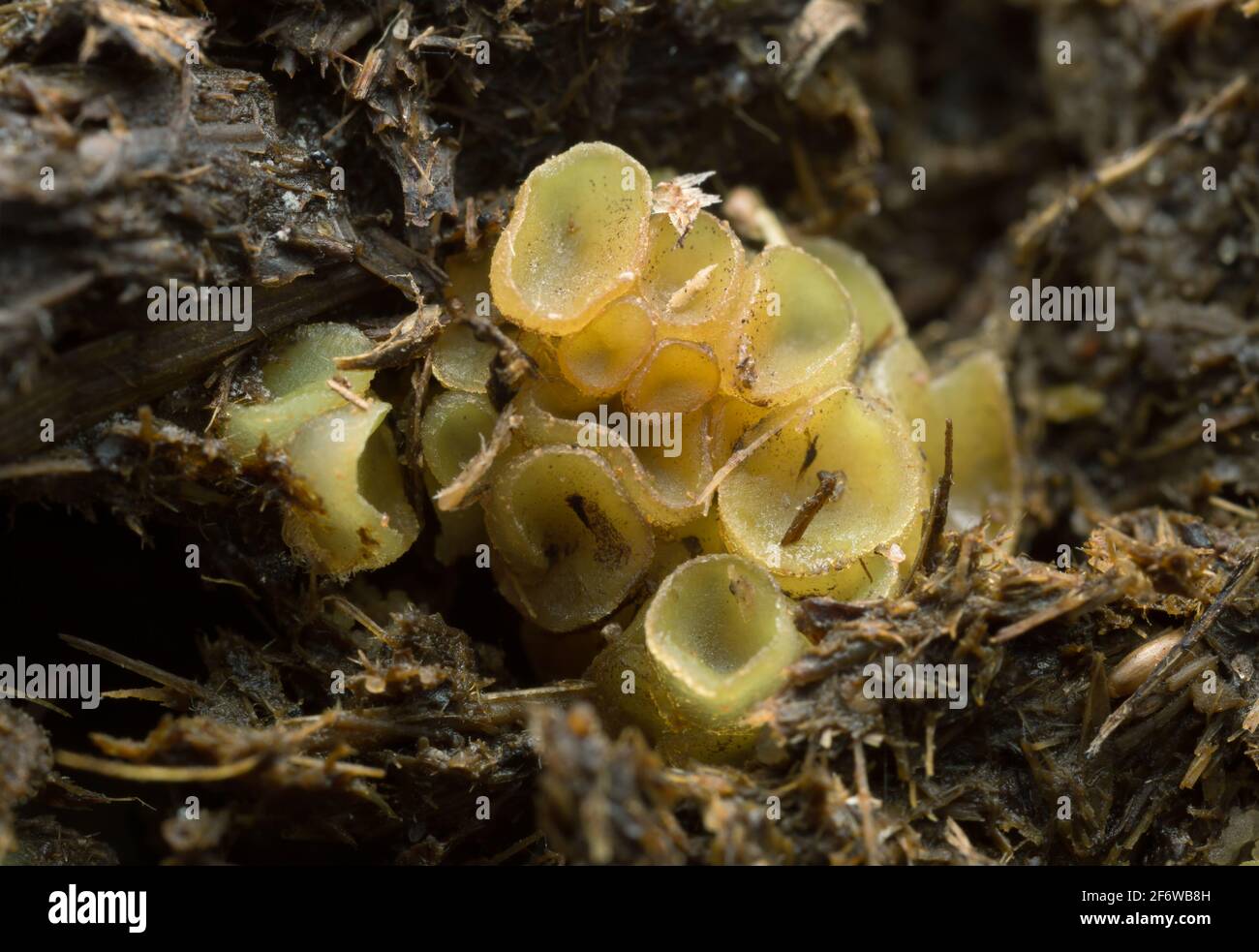 Closeup of Ascobolus fungi growing in cow dung Stock Photo - Alamy