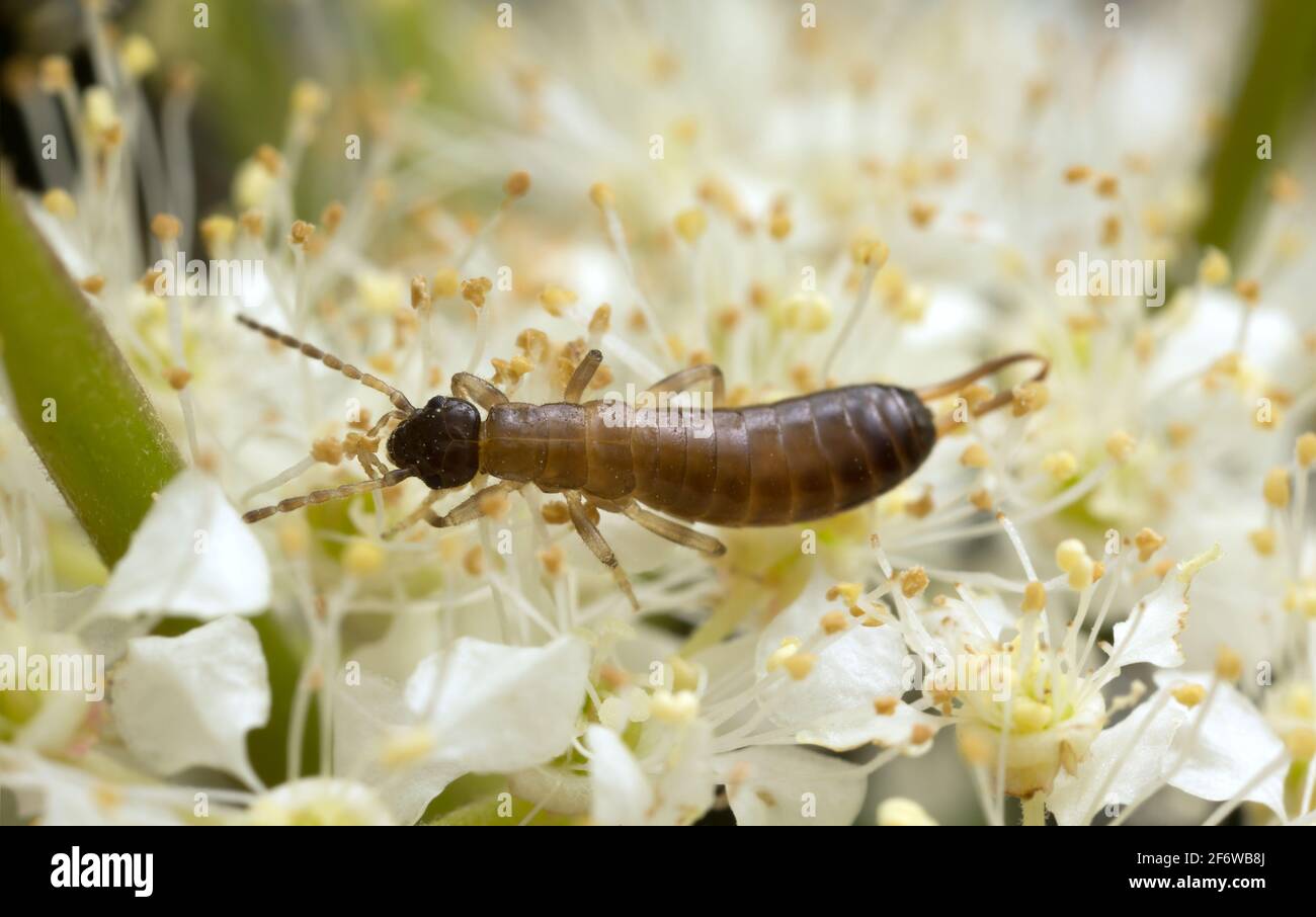 Earwig dermaptera hi-res stock photography and images - Alamy