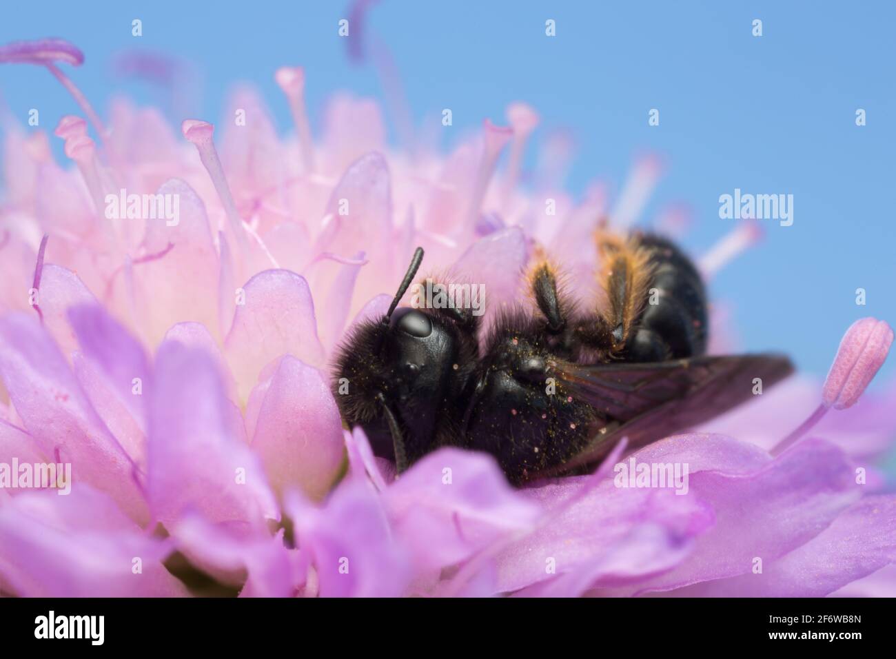 Large hairy bee hi-res stock photography and images - Alamy