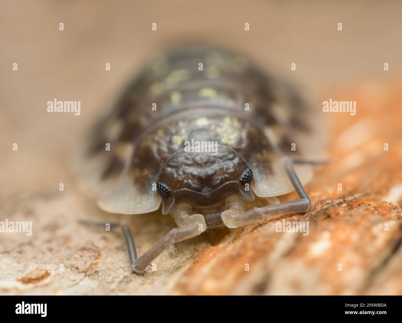 Portrait of a woodlouse, macro photo Stock Photo - Alamy