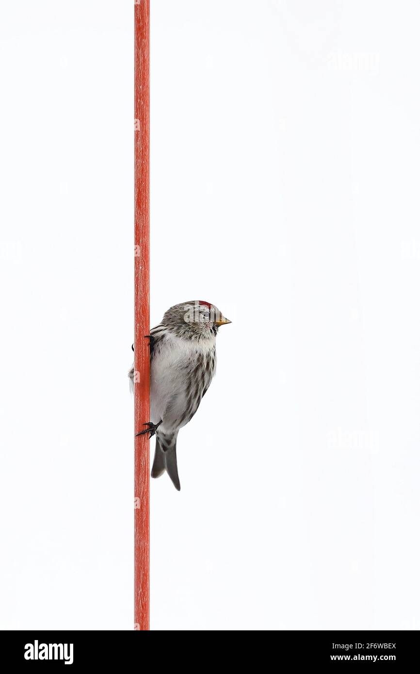 Red and white pole hi-res stock photography and images - Alamy