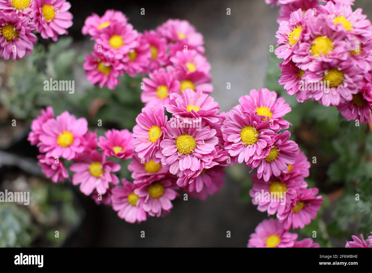 Pink and white floating flower hi-res stock photography and images - Alamy