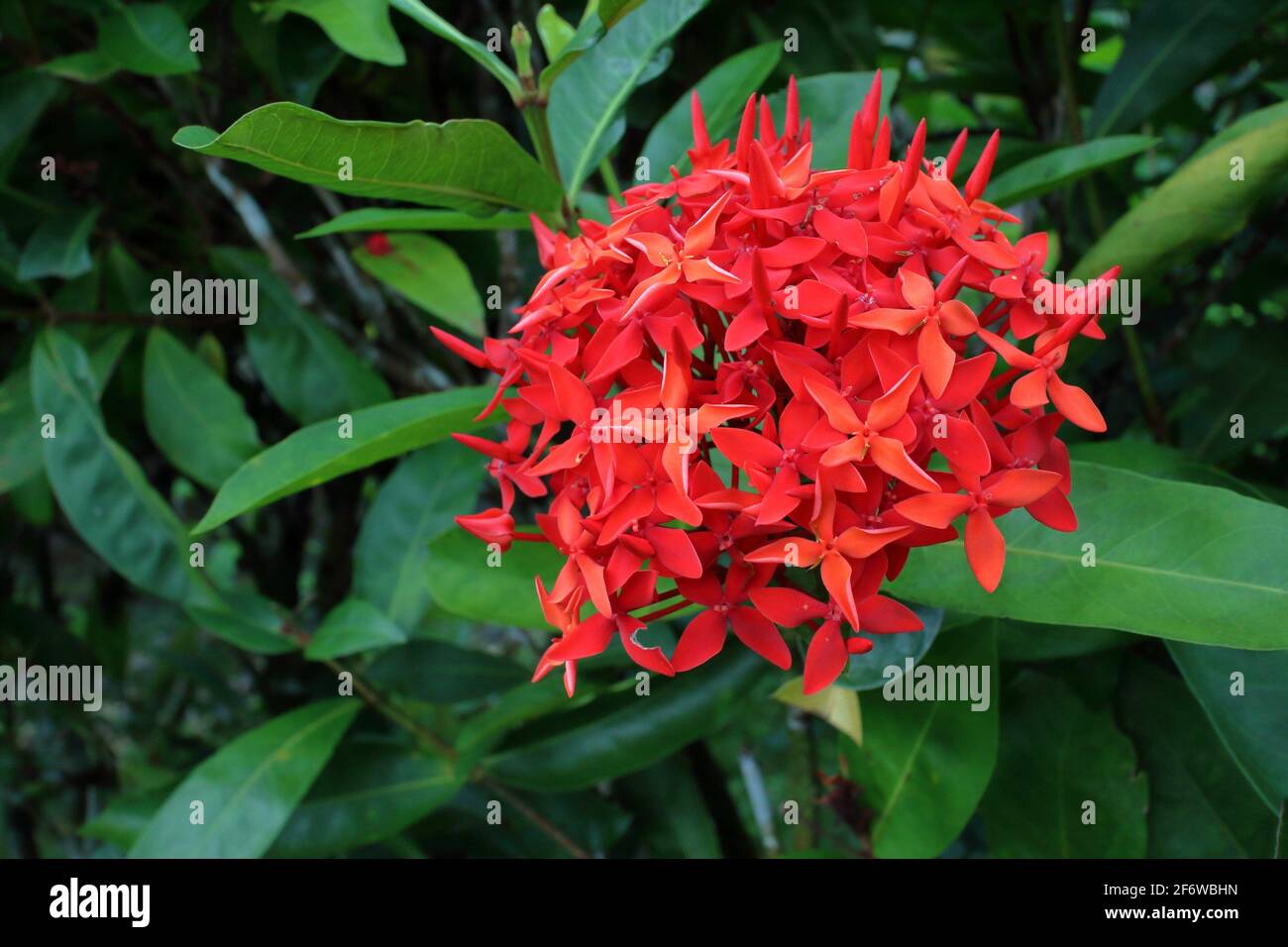 Rubiaceae family hi-res stock photography and images - Alamy