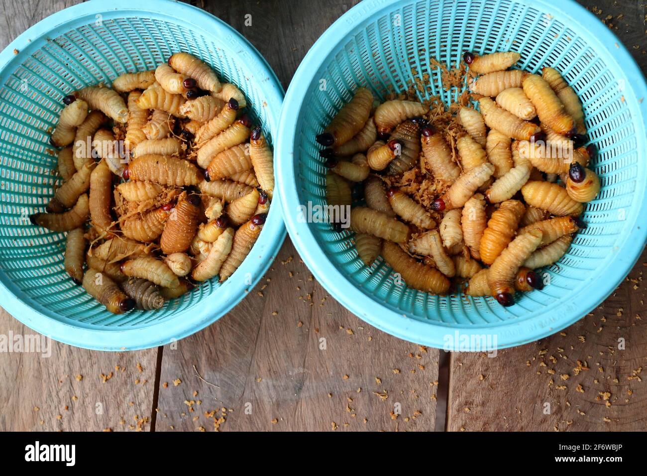 Sago Beetle High Resolution Stock Photography and Images - Alamy