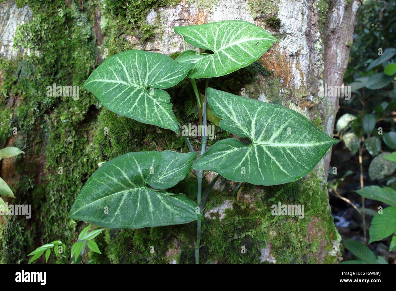 Species of flowering plants hi-res stock photography and images - Alamy