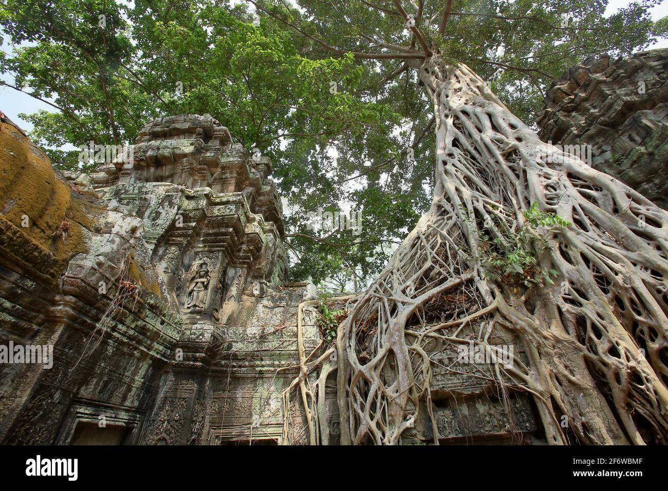 Tree roots in cambodian temple hi-res stock photography and images - Alamy